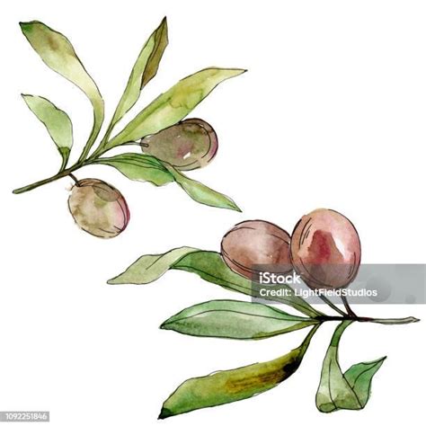 블랙 올리브 수채화 배경 설정 수채화 그리기 패션 해당입니다 격리 된 올리브 그림 요소입니다 검은색에 대한 스톡 벡터 아트 및 기타 이미지 Istock