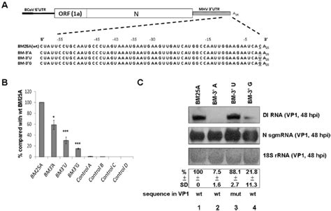 Effect Of Nucleotide Species At The 1 Position Of 39 Terminal Sequence