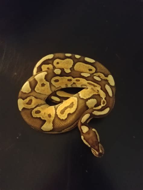 2019 Orange Dream Enchi Cinny Female Ball Python By Tkr Exotics