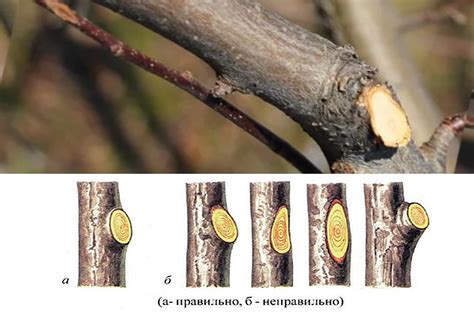 Как и зачем обрезать яблони зимой — 5 основных вопросов и ответов ...