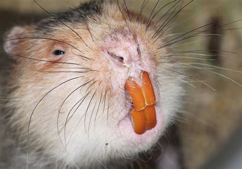 Genus Rhizomys Bamboo Rats — Coke Smith Wildlife