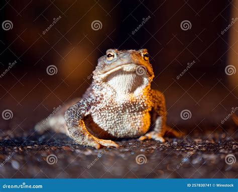 Closeup Shot Of A Spiky Large Toad On The Floor Stock Image Image Of Spike Reptile 257830741