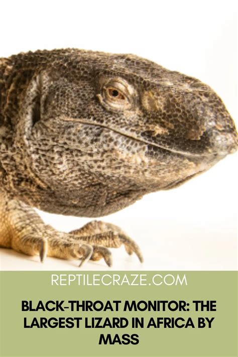 The Black Headed Python A Comprehensive Guide Reptile Craze