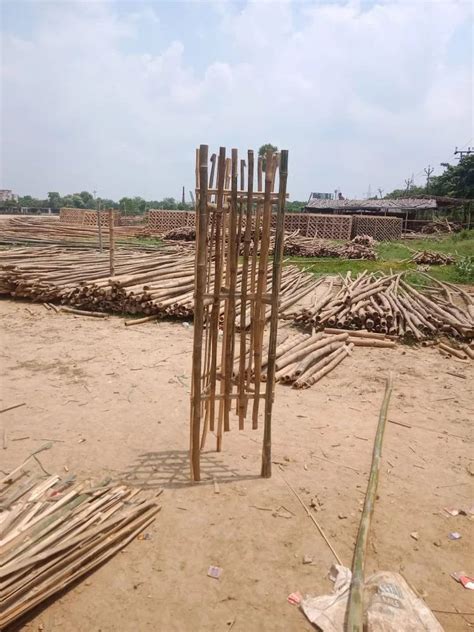 Bamboo Tree Guard Tree Tube Latest Price Manufacturers Suppliers