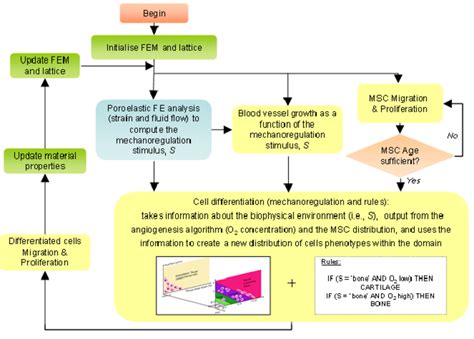 4 Schematic Representation Of The Computational Algorithm To Model Download Scientific Diagram
