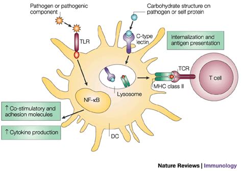 Biology Club Overview Of Immune System Part 4