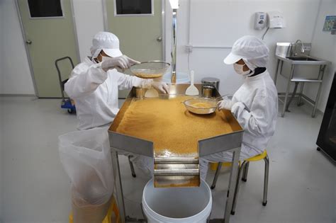 캄보디아 특산품 팜슈가 농촌지역 소득증대 효자 노릇 톡톡 뉴스브리핑캄보디아