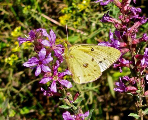 Clouded Sulphur Butterfly 8 30 11 Sharon Friends Of Conservation