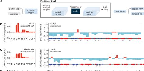 Figure 3 From Using Explainable Machine Learning To Uncover The Kinasesubstrate Interaction