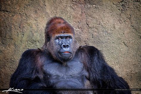 Male Silverback Gorilla Tribe Leader Hdr Photography By Captain Kimo