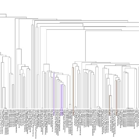 phylogenetic analysis of myoviridae coliphages based on wgs sequence