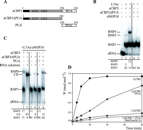 Pua Trans Complementation Of The Acbf5 Activity A Schematic Download Scientific Diagram