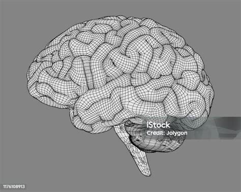 회색 Bg에 격리 된 3d 와이어 프레임 뇌 그림 로우 폴리곤 모델링에 대한 스톡 벡터 아트 및 기타 이미지 로우 폴리곤 모델링 와이어 프레임 모델 3차원 형태