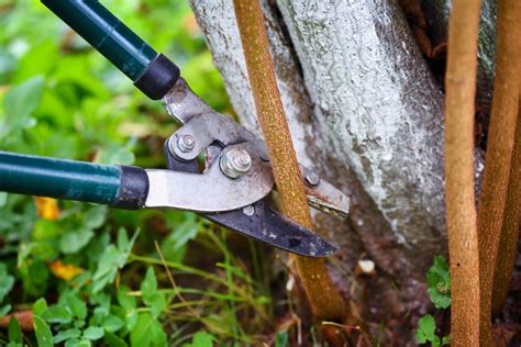 5 Different Types Of Tree Pruning