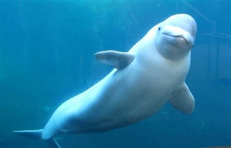 Beluga Whale Smiling
