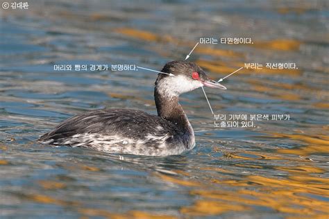 귀뿔논병아리 BRIC