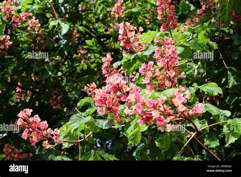 Tree With Clusters Of Pink Flowers At David Carstens Blog