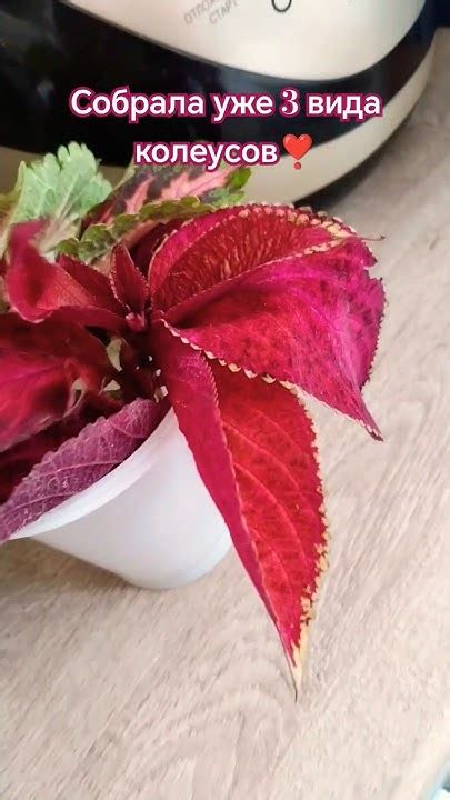 Колеусы моя страсть ️ колеусы колеусы домашниерастения растения цветы цветыдлядома Youtube