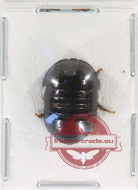 Insect Trade Eu
