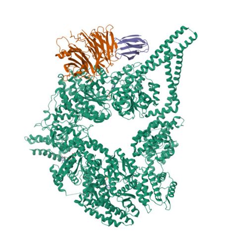 Rcsb Pdb 9dmw Cryoem Structures Of Yeast Cytoplasmic Dynein In The Presence Of Atp And Lis1