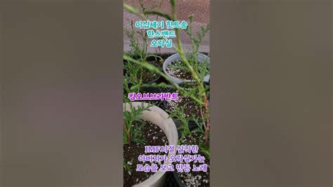 옥전농부 오렌지 향이나는 킹오브브라반트 이십세기 힛트송한스밴드 오락실imf시절 Youtube