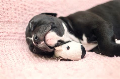 젊은 강아지 개 그의 장난감 핑크 담요에 누워 자 고 스 태 포드 셔 테리어 개월 된 귀여운 강아지 1개월에 대한 스톡 사진 및 기타 이미지 Istock