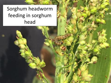 Corn Earworms Extension Entomology