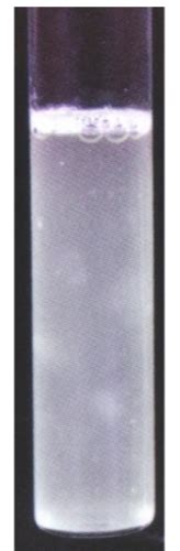 Mbio Lab Exam 2 Flashcards Quizlet