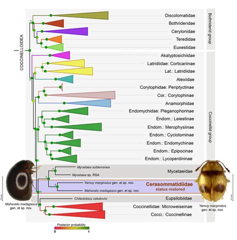 Results Of The Phylogenetic Analysis Of Molecular Data Under Bayesian Download Scientific