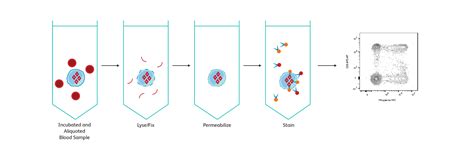 Cell Cycle Proliferation Cell Based Functional Assay