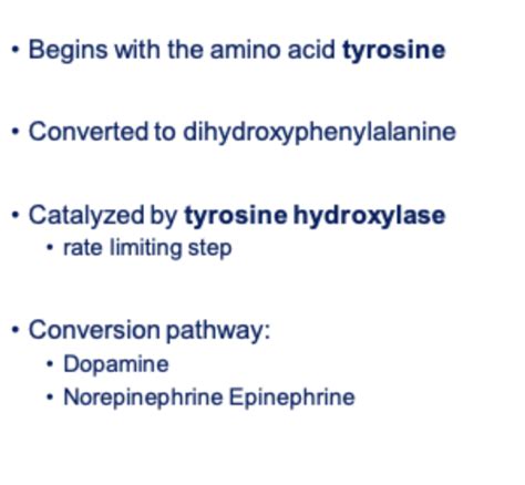 Catecholamines Flashcards Quizlet