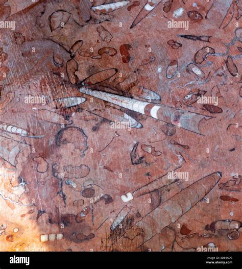 Discovering The Unique Patterns Of Middle Triassic Red Bulog Limestone