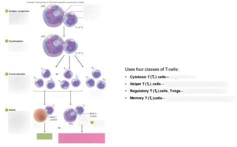 T Cell Activation Diagram Quizlet