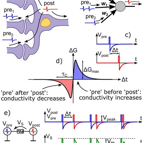 Pdf Spike Shape Dependence Of The Spike Timing Dependent Synaptic