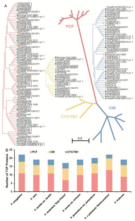 genome wide identification and characterization of tcp genes in eight