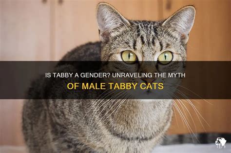 Is Tabby A Gender Unraveling The Myth Of Male Tabby Cats Petshun