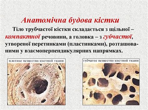 Скелет кінцівок презентация онлайн