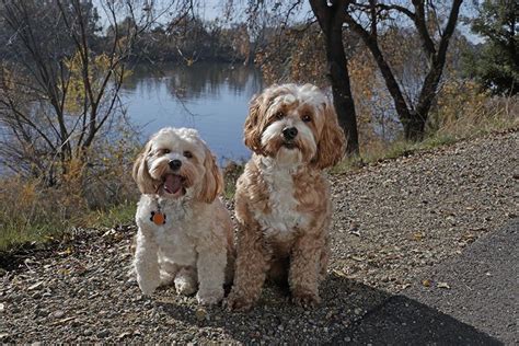 Darby Park Doodles In California Cockapoo And Australian Labradoodle