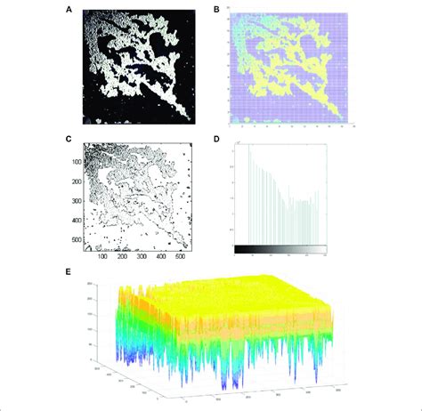 the visualization displacement experiment analyzed by matlab