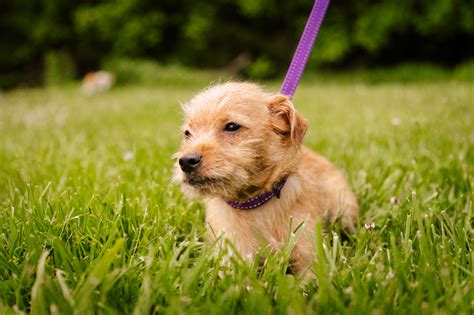 Clarabelle Da Vincis Dream