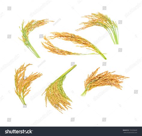 Rice Seed Object Detection Dataset And Pre Trained Model By Object Counter