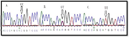Inset Electropherogram Of Sanger Sequencing For Vegf 936c T Snp
