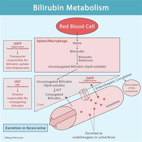 🧬 Bilirubin Metabolism A Step By Step Overview — King Of The Curve
