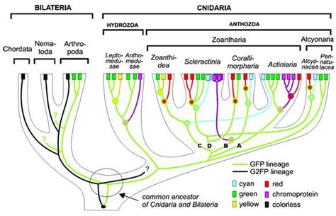 Chromoprotein Alchetron The Free Social Encyclopedia