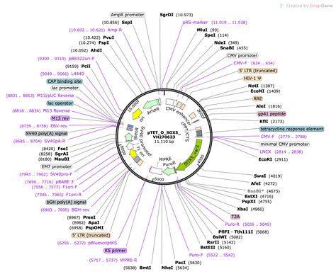Addgene P Tet O Sox5 Puro