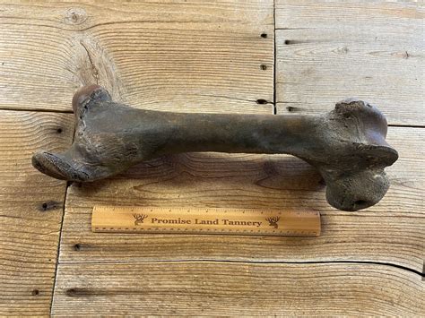 Fossil Bison Femur Bone Nebraska Lot No 221203 M Etsy