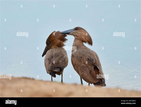 Two Hammerkops Scopus Umbretta In Mating Season The Male Bird Is