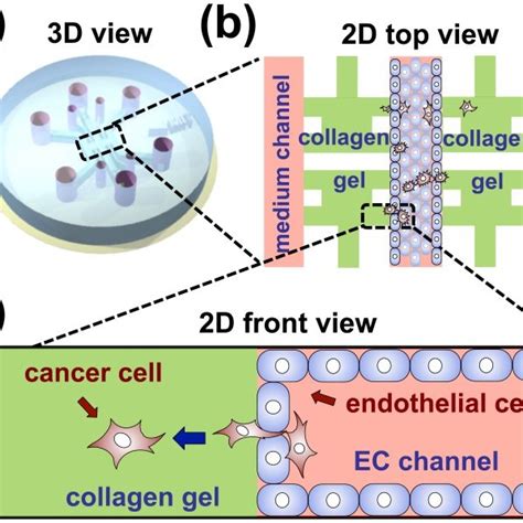 Microfluidic System Consisting Of Three Independently Addressable Media Download Scientific