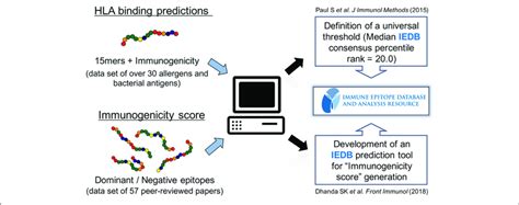 Prediction Of Hla Class Ii Restricted T Cell Epitopes A Strategy To