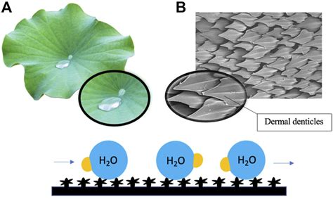 Surface Roughness Induced By Hierarchical Micro And Nanostructures Of Download Scientific